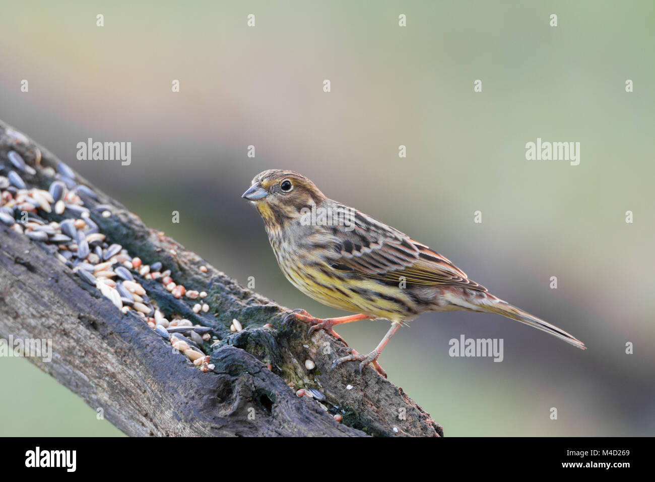 Yellowhammer close up hi-res stock photography and images - Alamy