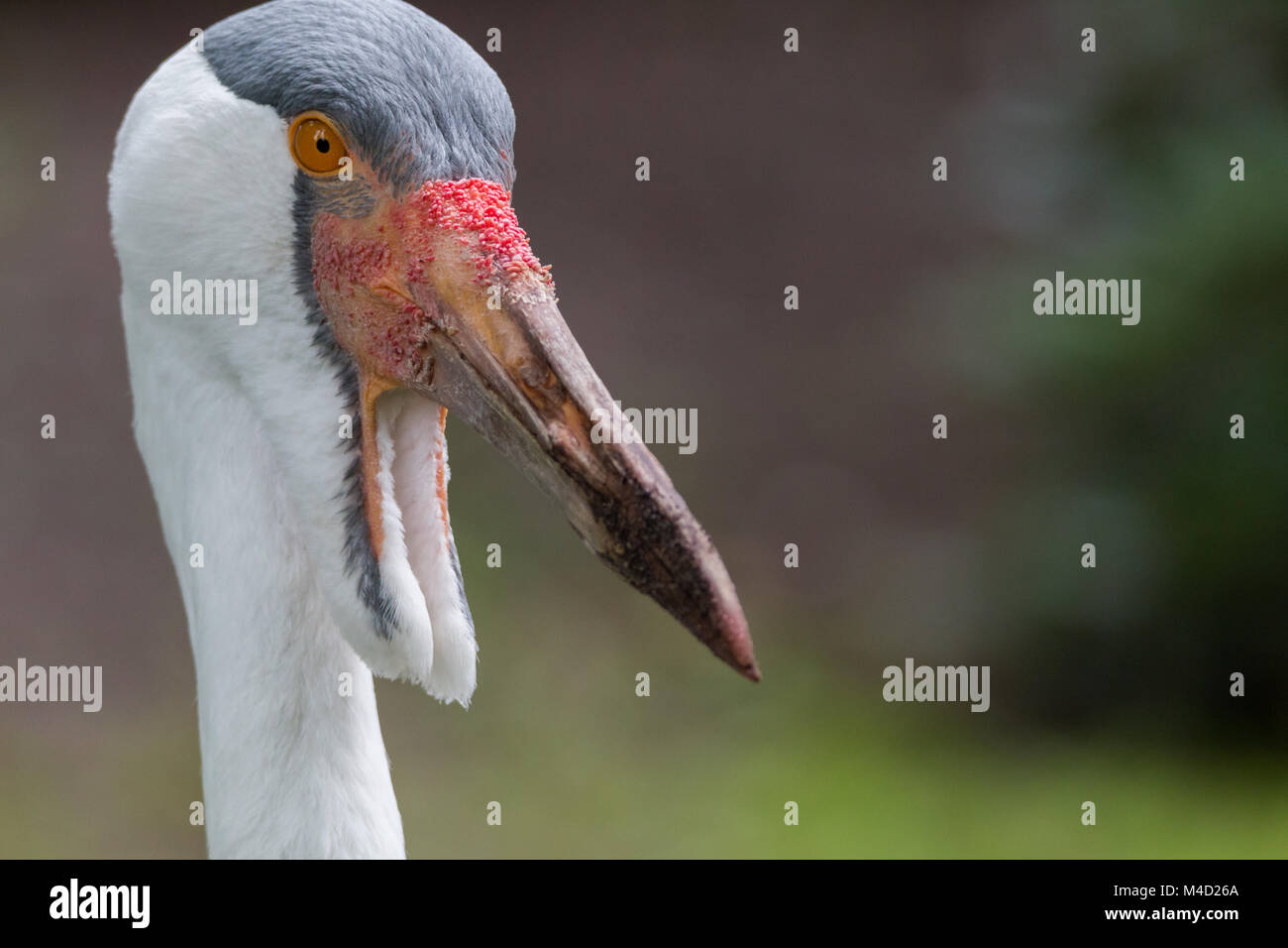 Wattled crane flying hi-res stock photography and images - Alamy