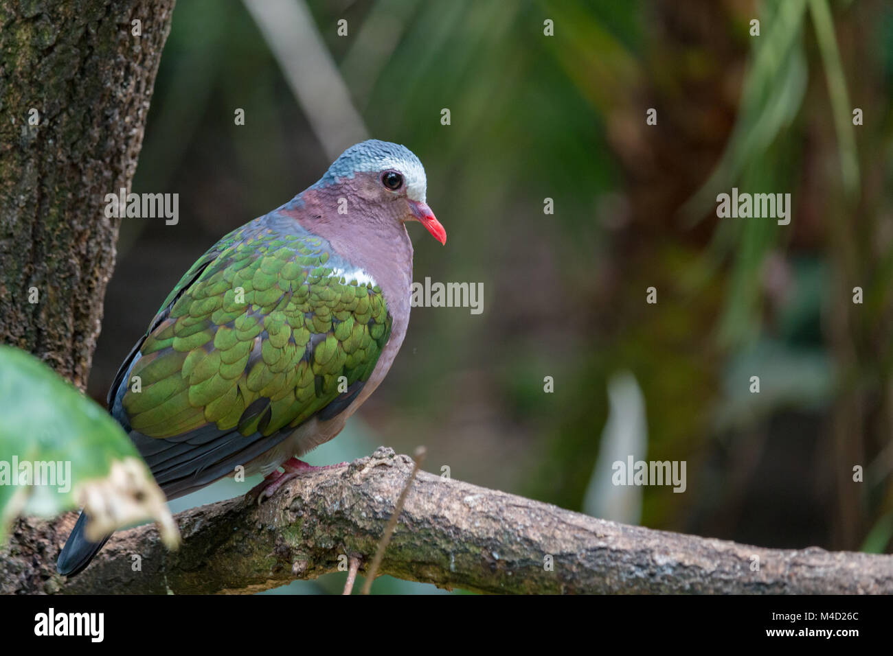 Chalcophaps hi-res stock photography and images - Alamy