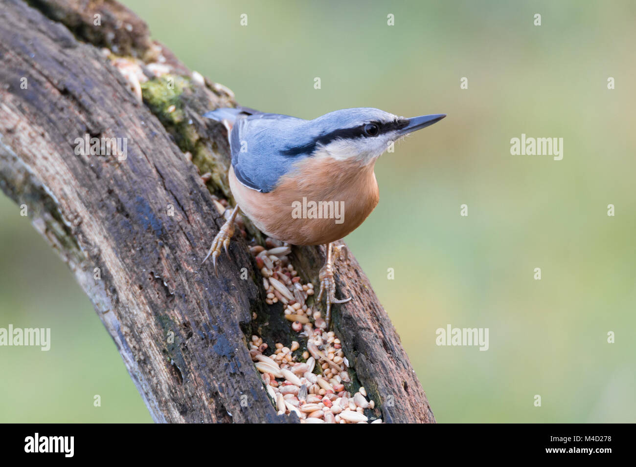 Nuthatch black background hi-res stock photography and images - Alamy