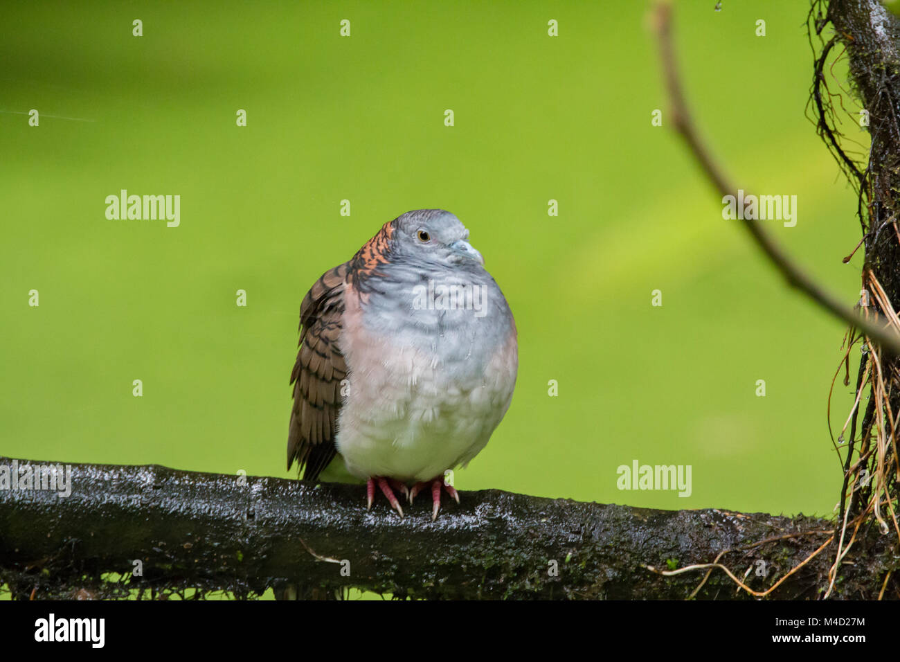 Pretty dove hi-res stock photography and images - Alamy