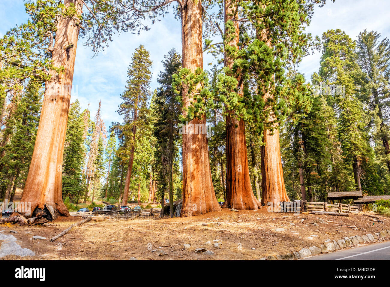 Sequoia National Park at autumn Stock Photo - Alamy