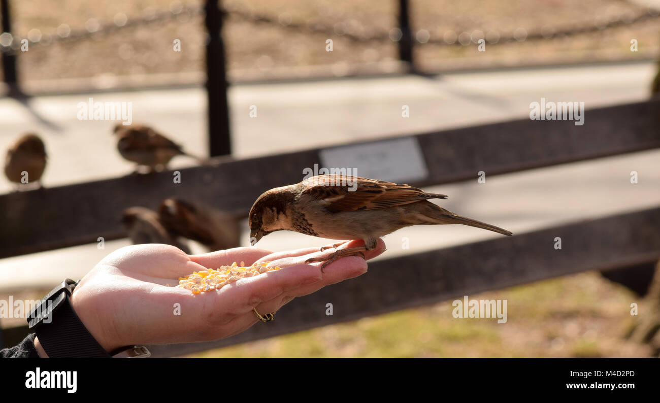 Little brown birds eating corn from a woman's outstretched hand Stock ...