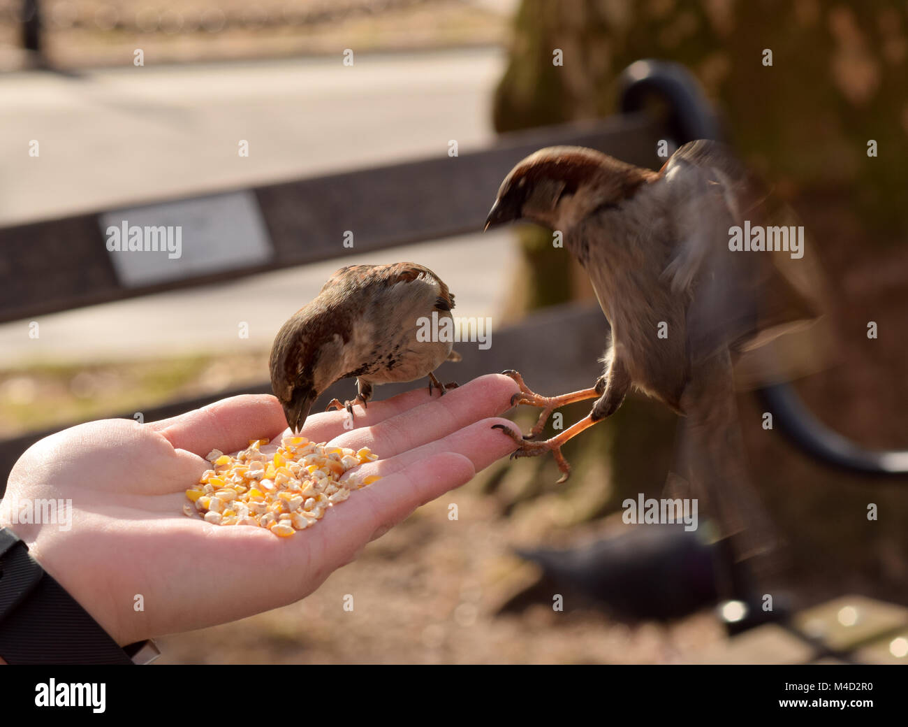 Little brown birds eating corn from a woman's outstretched hand Stock ...