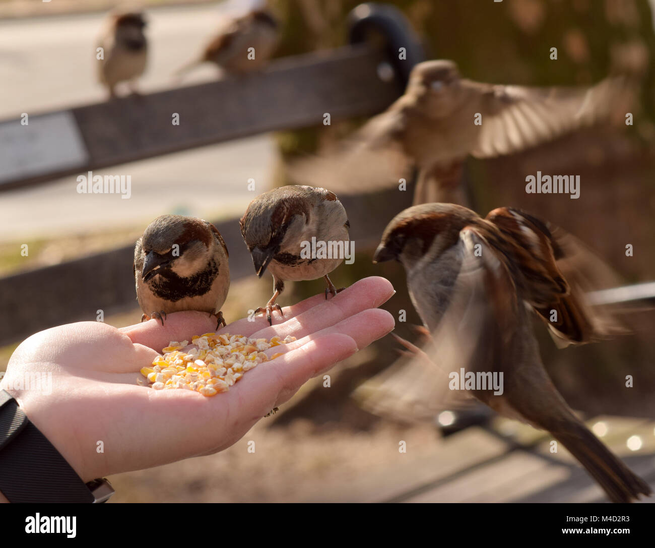 Little brown birds eating corn from a woman's outstretched hand Stock ...