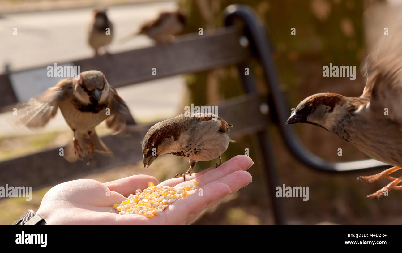 Little brown birds eating corn from a woman's outstretched hand Stock ...