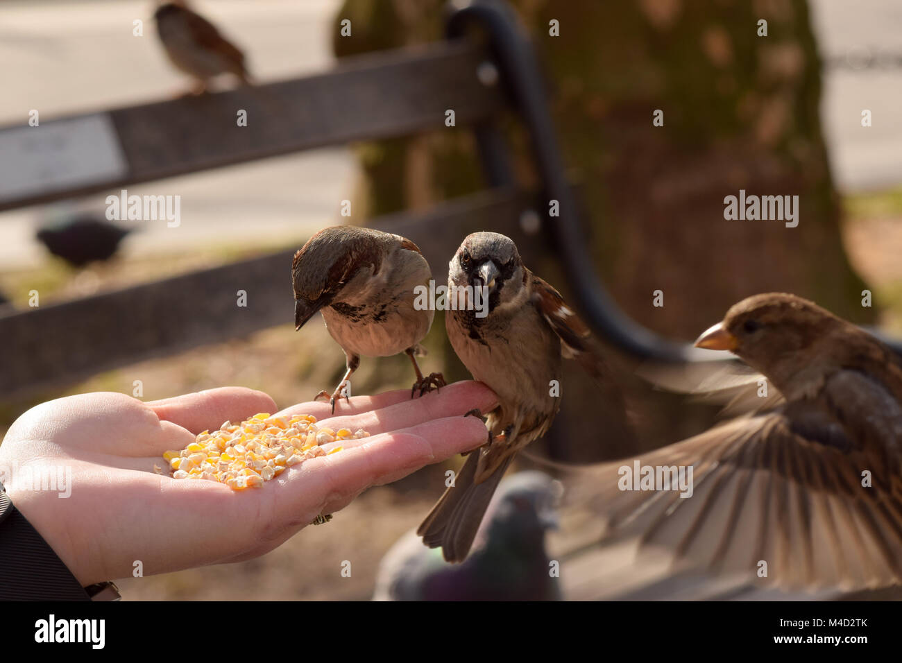 Little brown birds eating corn from a woman's outstretched hand Stock ...