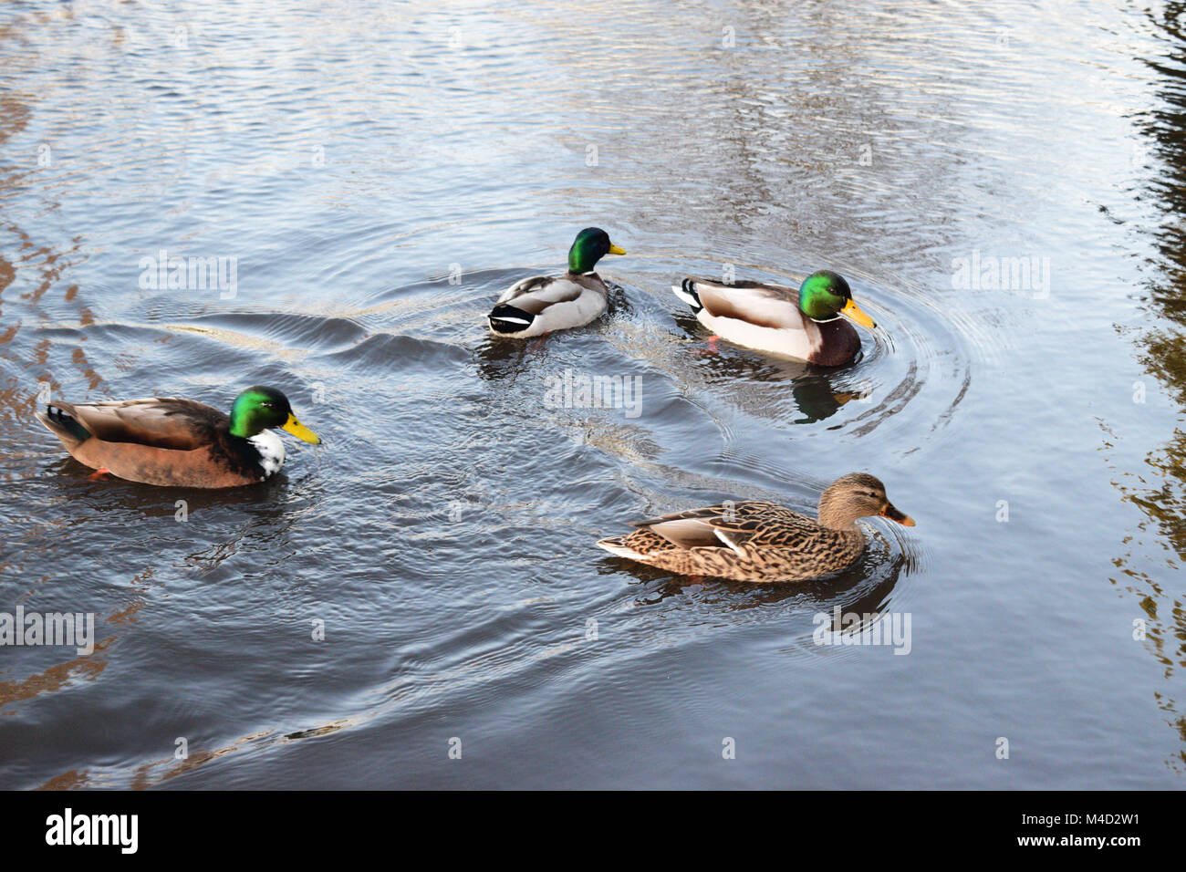 Lake with ducks hi-res stock photography and images - Alamy