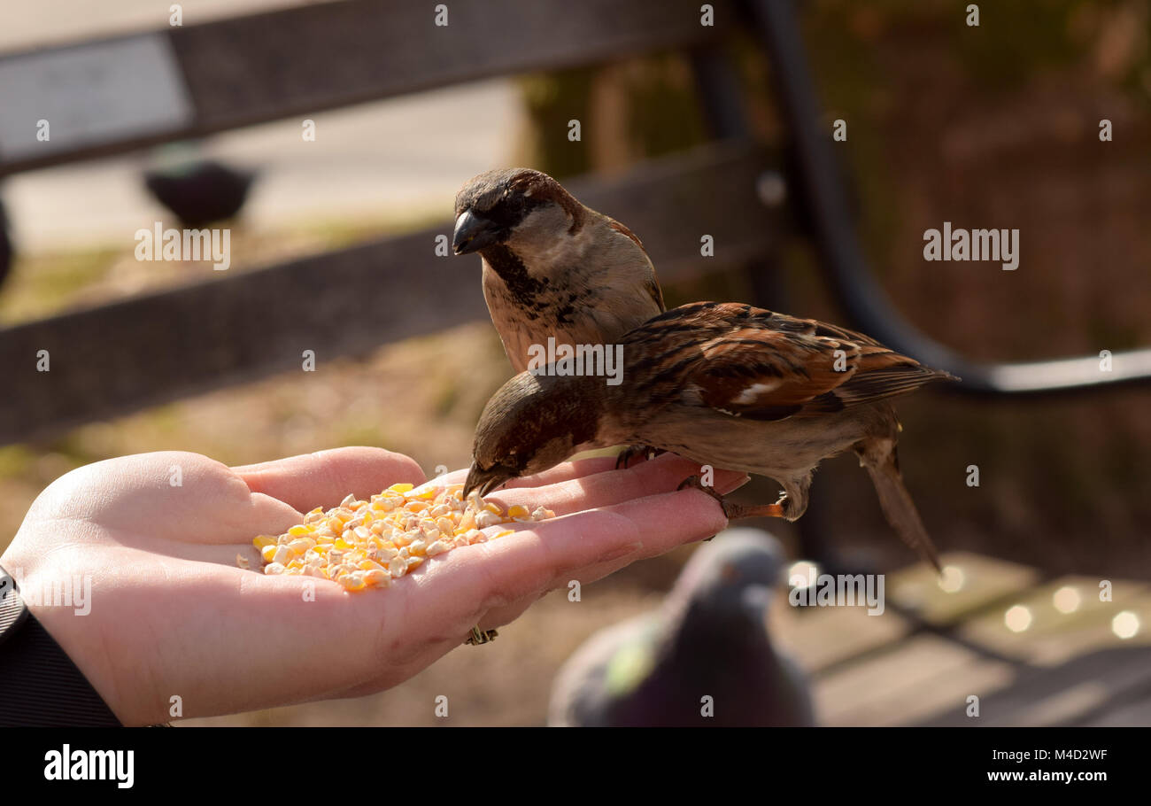 Little brown birds eating corn from a woman's outstretched hand Stock ...