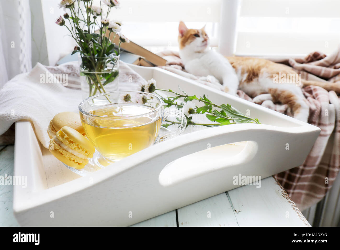 Cat in tray hi-res stock photography and images - Alamy