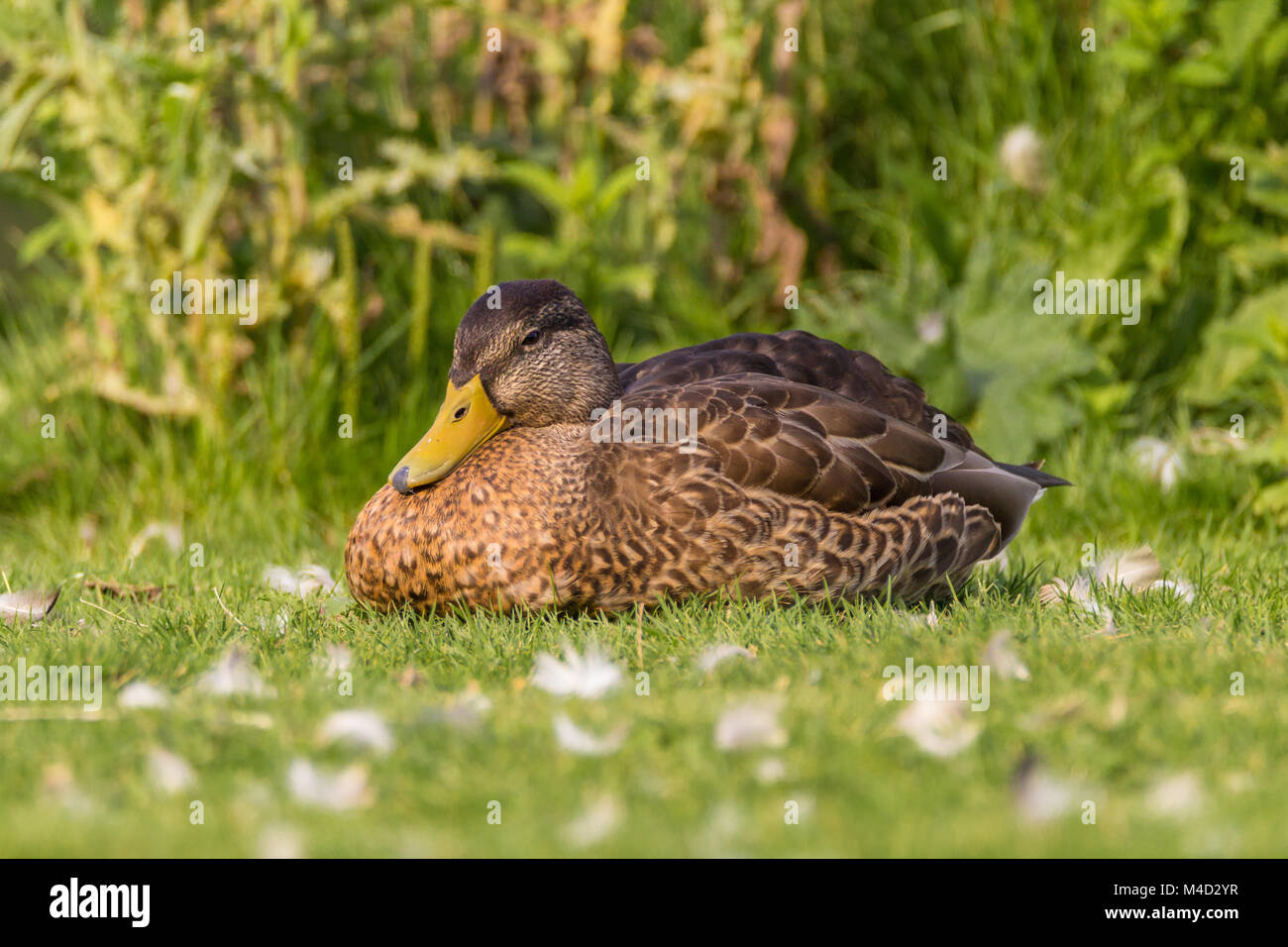 Mallard flying autumn hi-res stock photography and images - Alamy