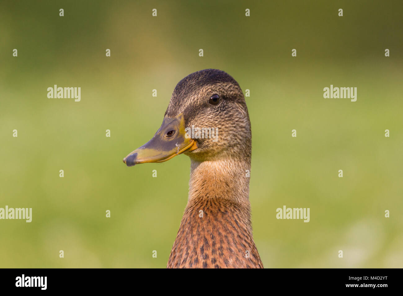 Mallard flying autumn hi-res stock photography and images - Alamy