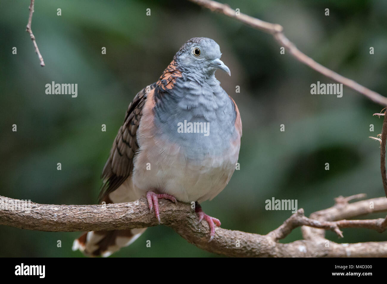 Australian bar shouldered dove geopelia humeralis hi-res stock ...