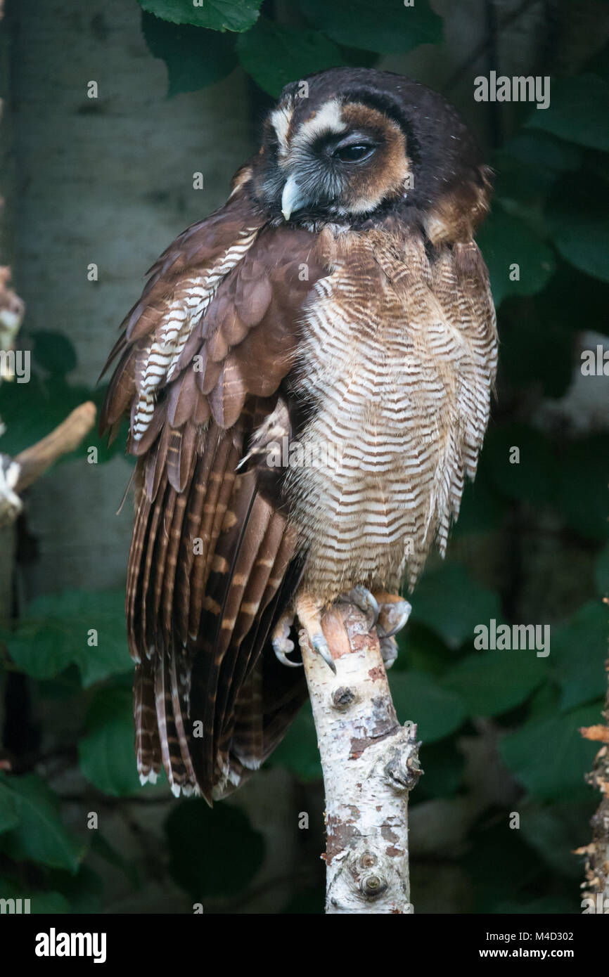 Brown wood owl Stock Photo - Alamy
