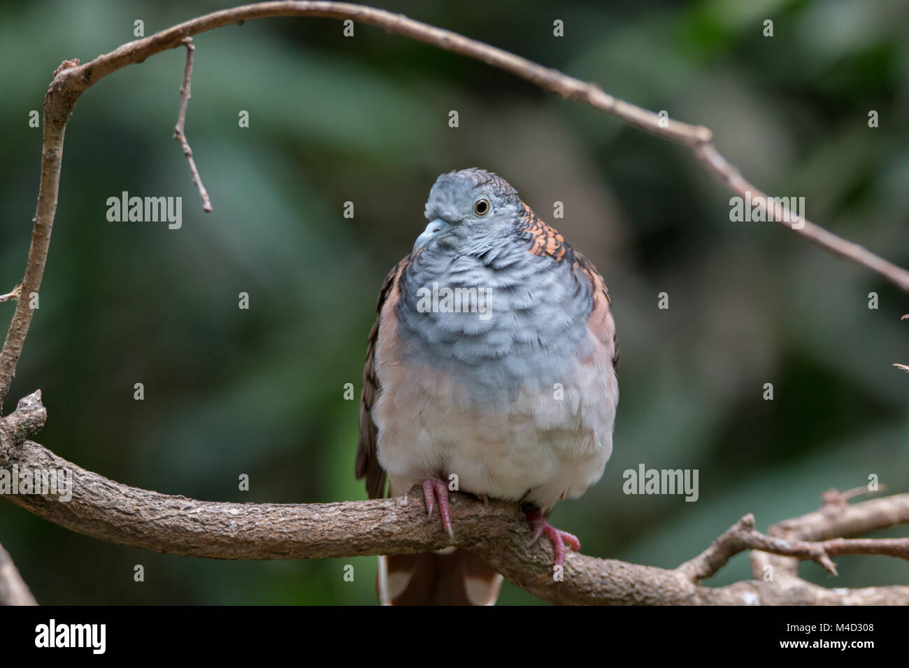 Bar shouldered dove hi-res stock photography and images - Alamy