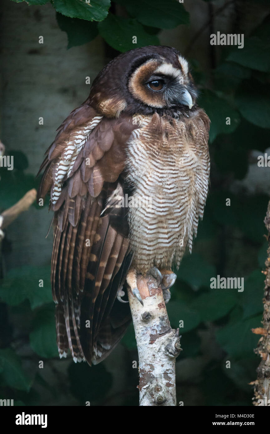 Asian wood owl hi-res stock photography and images - Alamy