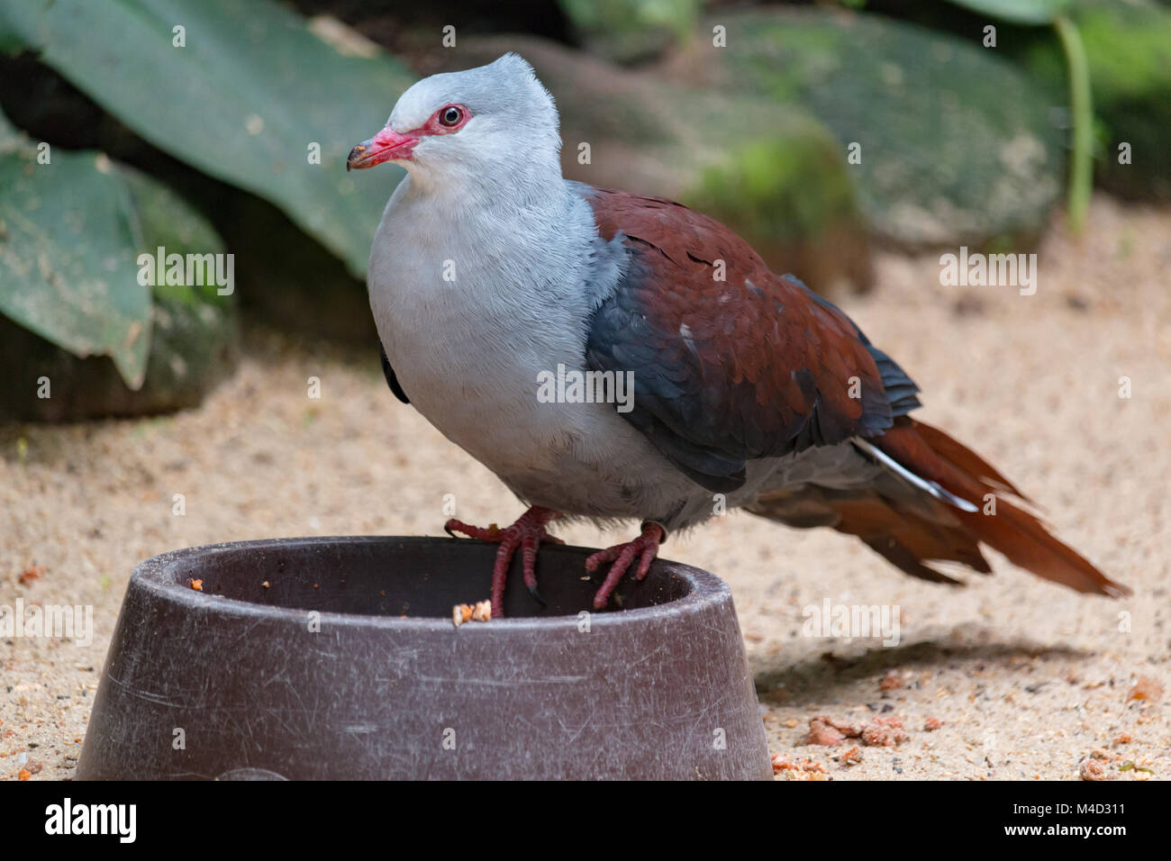 Cuckoo dove hi-res stock photography and images - Alamy