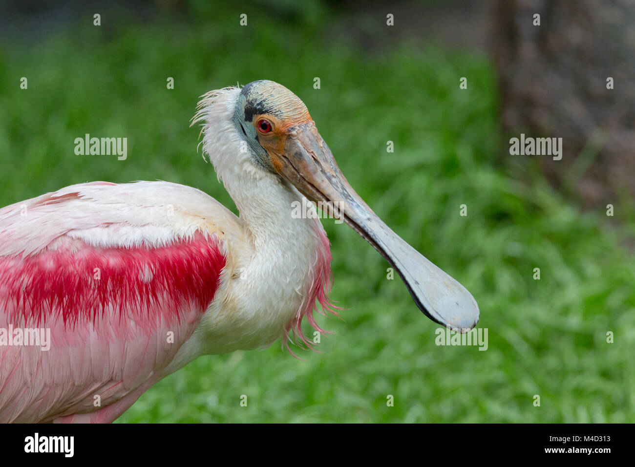 Breeding feathers spoonbill hi-res stock photography and images - Alamy