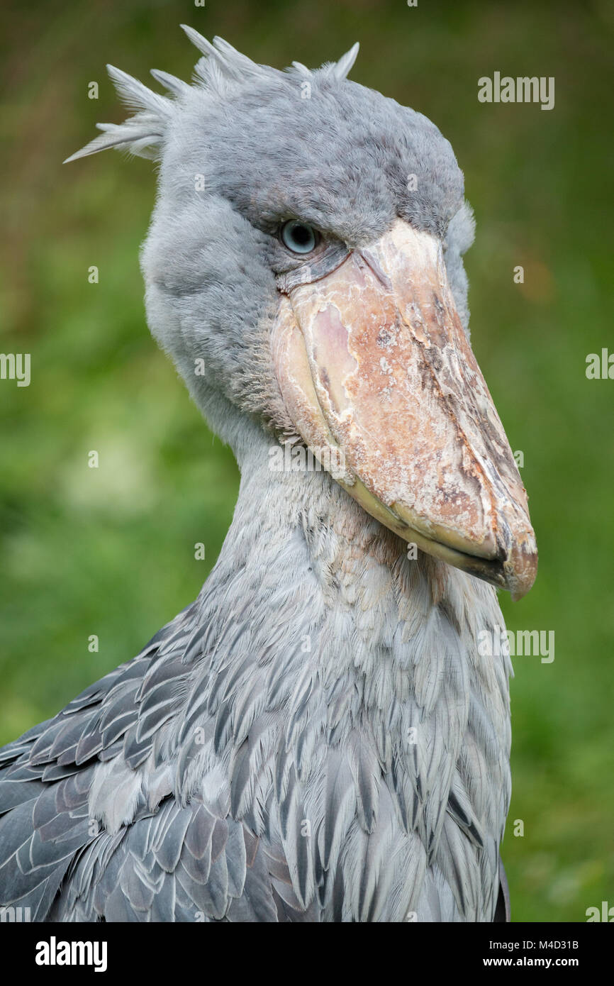 Shoebill beak hi-res stock photography and images - Alamy