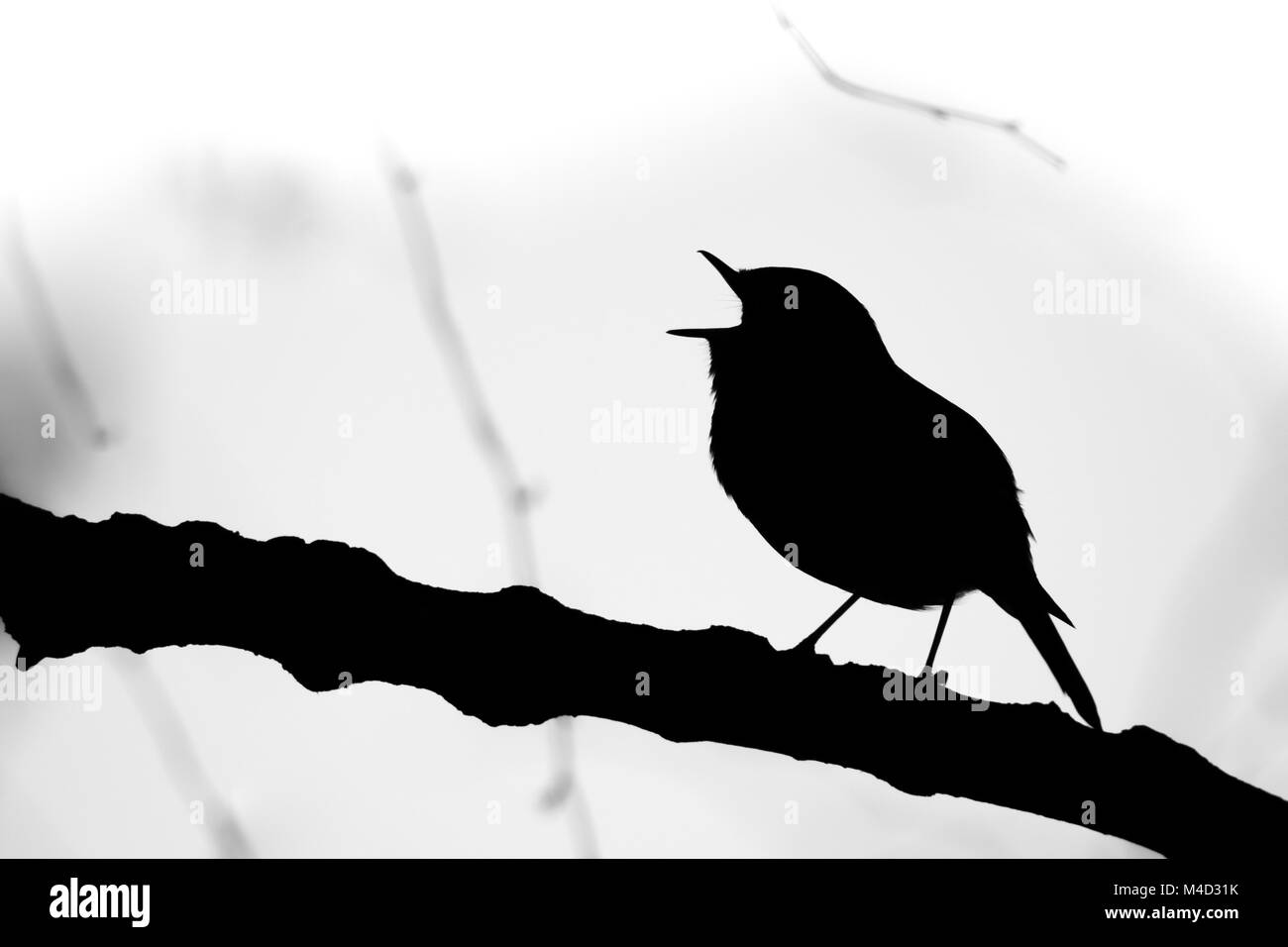 Isolated robin bird Black and White Stock Photos & Images - Alamy