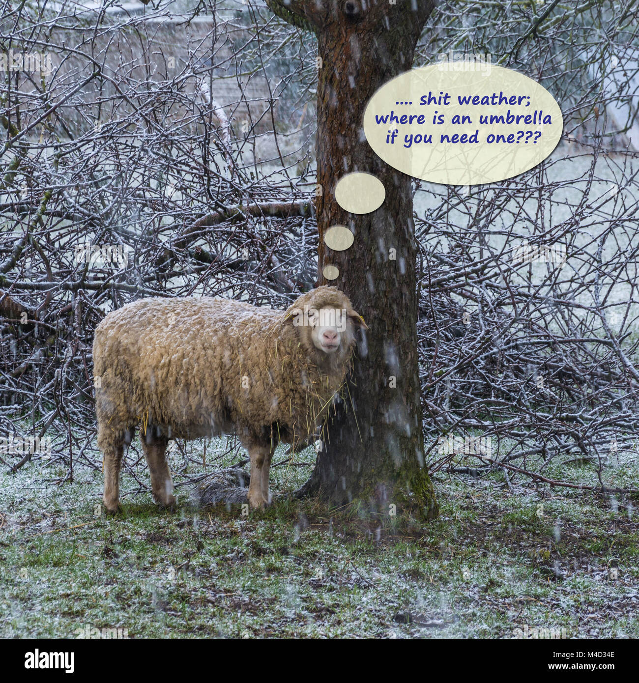 sheep on a wet snowing day Stock Photo - Alamy
