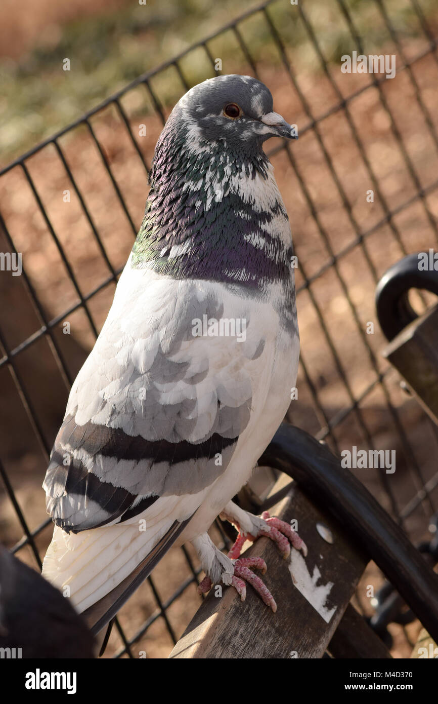 Pigeon Perched in the Park Stock Photo - Alamy