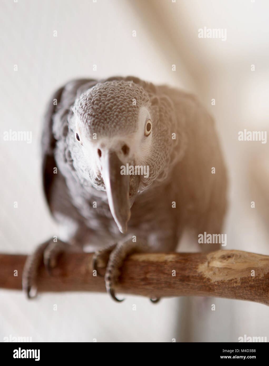 Parrot speak hi-res stock photography and images - Alamy