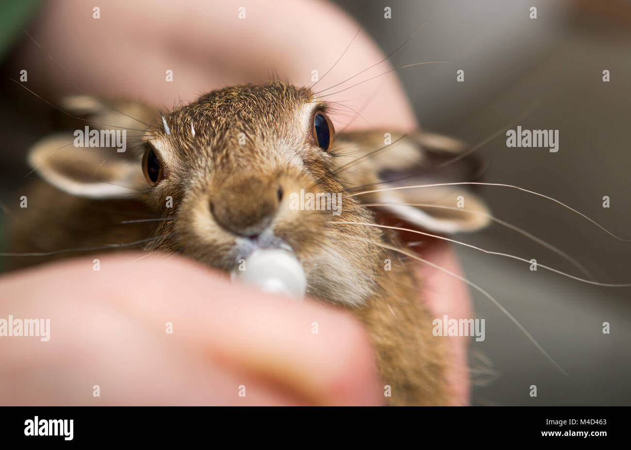 Rabbit rescue hi-res stock photography and images - Alamy