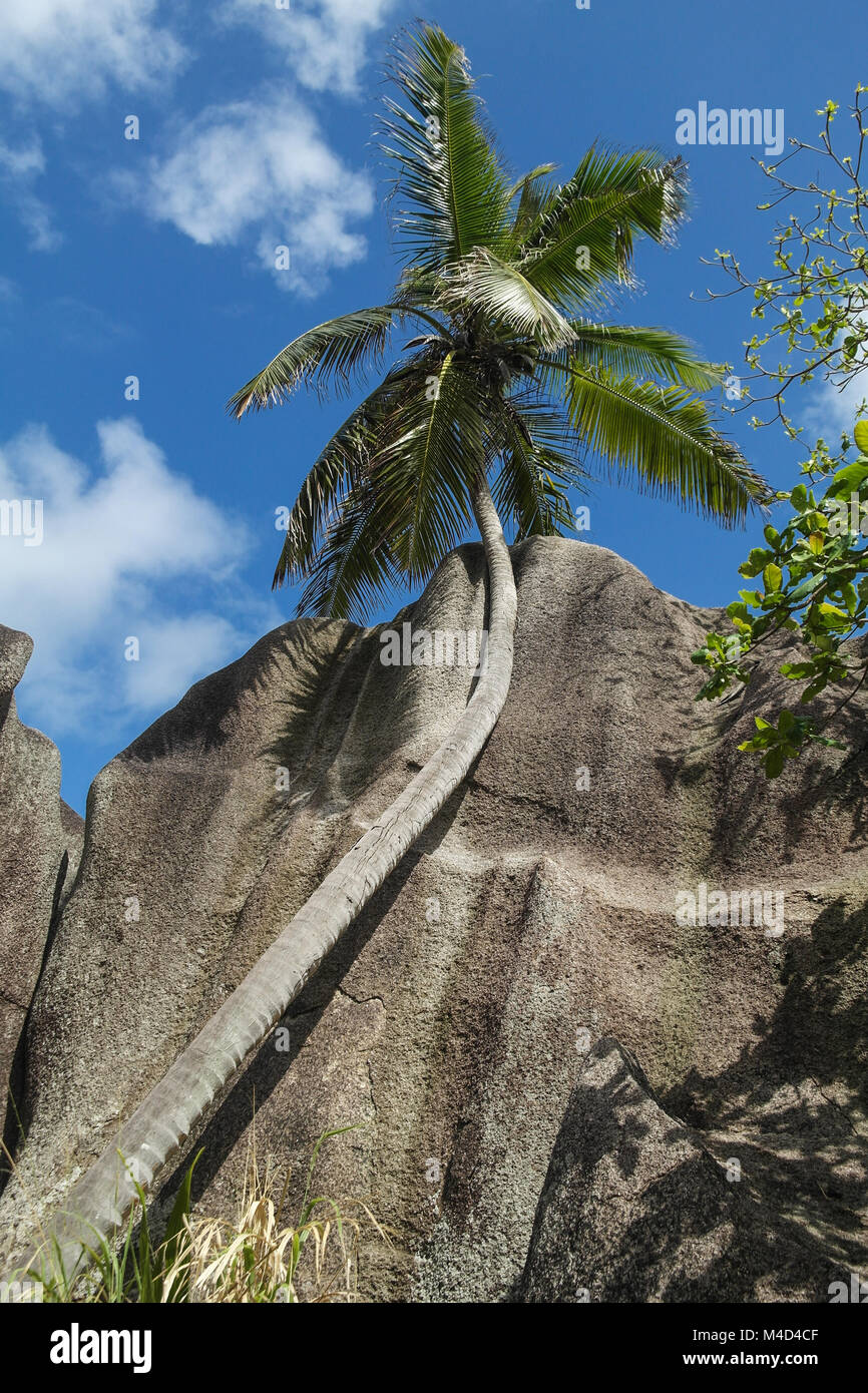 Bent coconut tree hi-res stock photography and images - Alamy