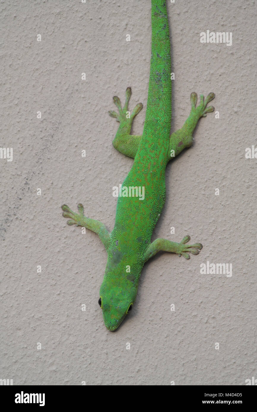 Green gecko seychelles hi-res stock photography and images - Alamy
