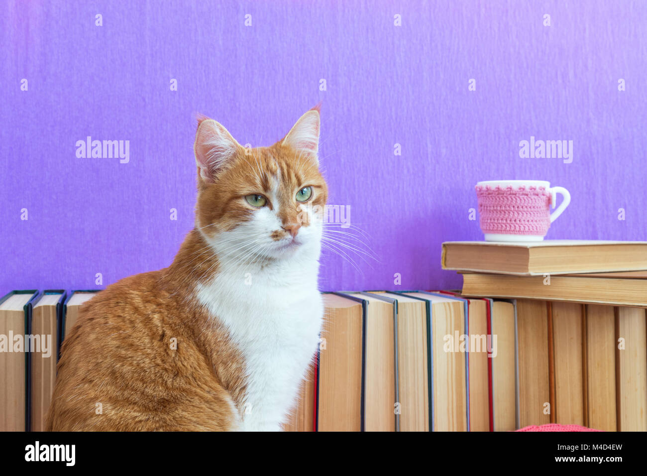 Fluffy cat and stack of books hi-res stock photography and images - Alamy