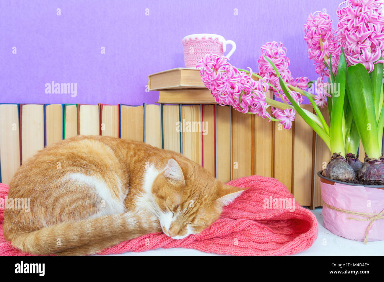 Cat sleeping on desk hi-res stock photography and images - Alamy