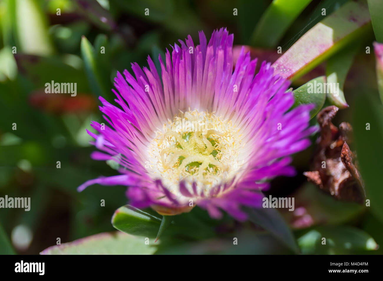 Violet marigold flower hi-res stock photography and images - Alamy