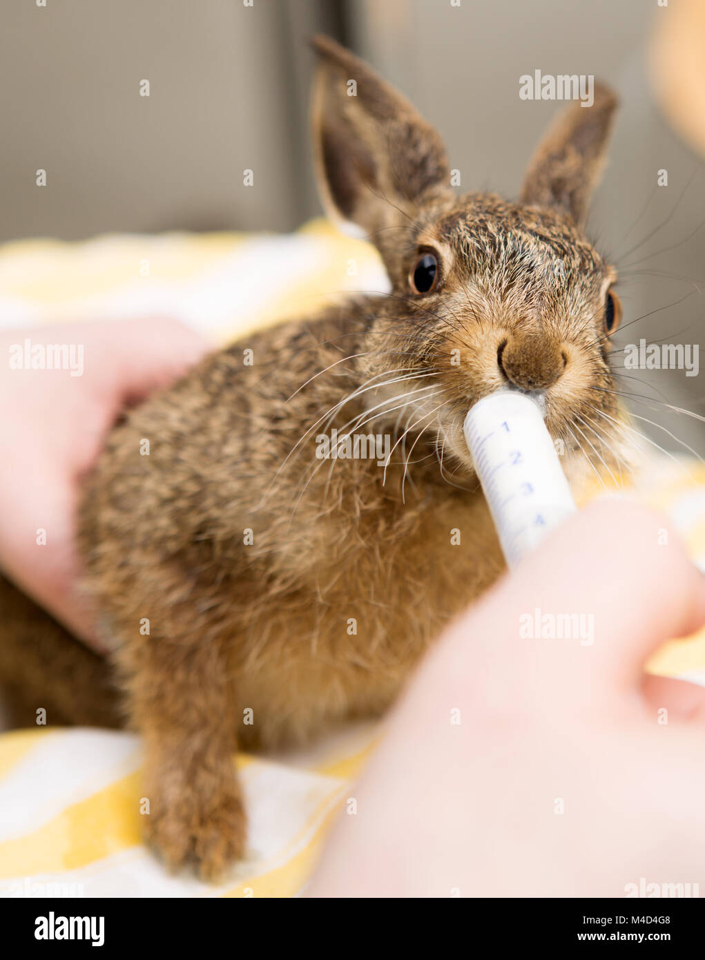 Rabbit rescue hi-res stock photography and images - Alamy