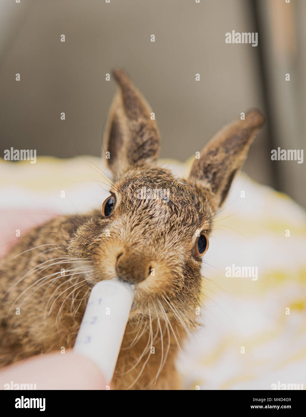 Rabbit rescue hi-res stock photography and images - Alamy