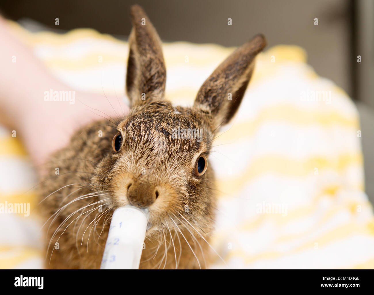 Rabbit rescue hi-res stock photography and images - Alamy