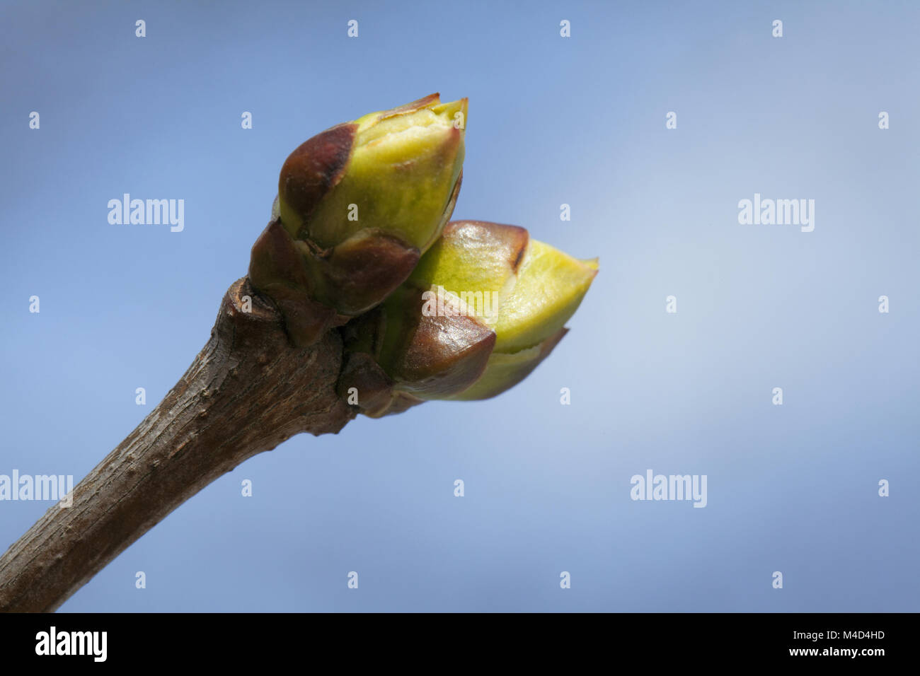 Spring tree buds Stock Photo - Alamy