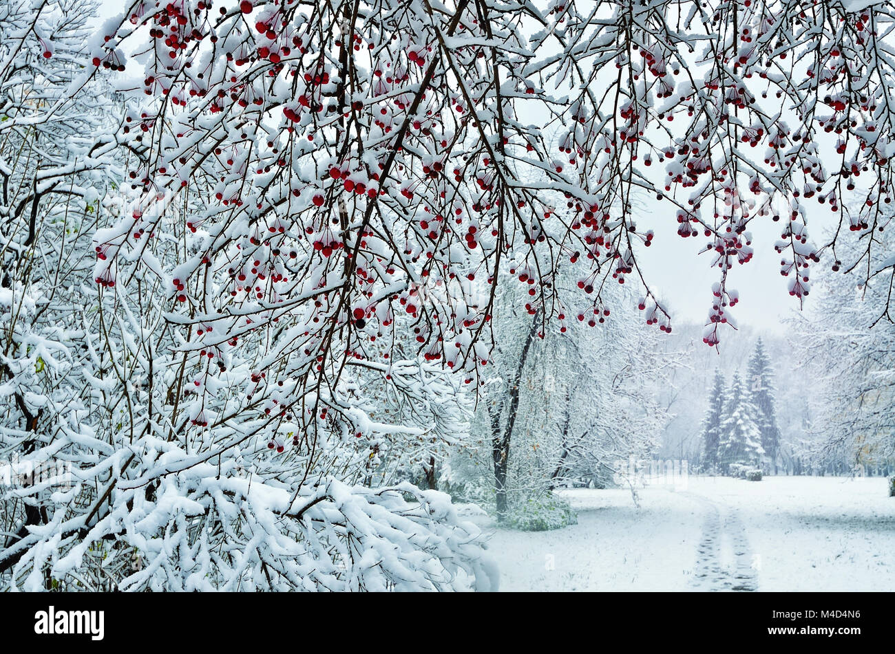 Beautiful snowfall hi-res stock photography and images - Alamy