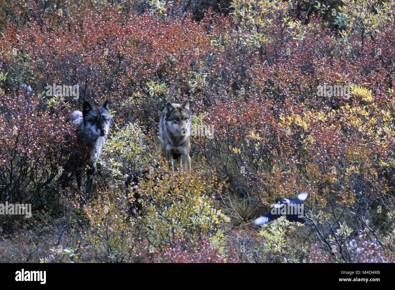 Wolves at a Dall Sheep kill / Canis lupus (occidentalis Stock Photo - Alamy