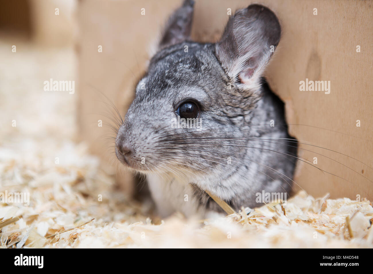 Chinchilla house hi-res stock photography and images - Alamy