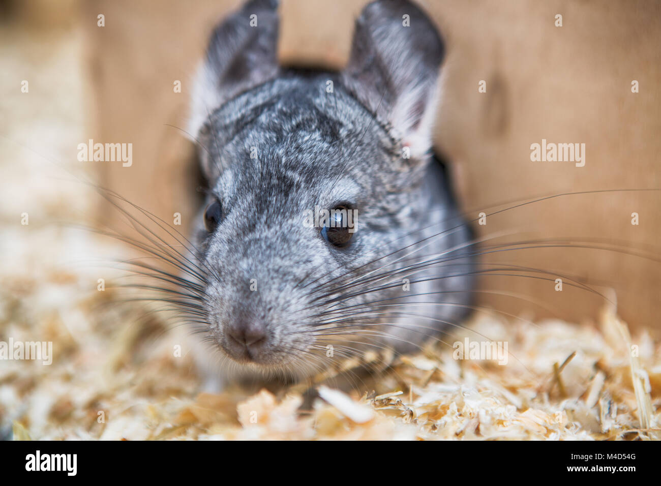 Chinchillas hi-res stock photography and images - Alamy