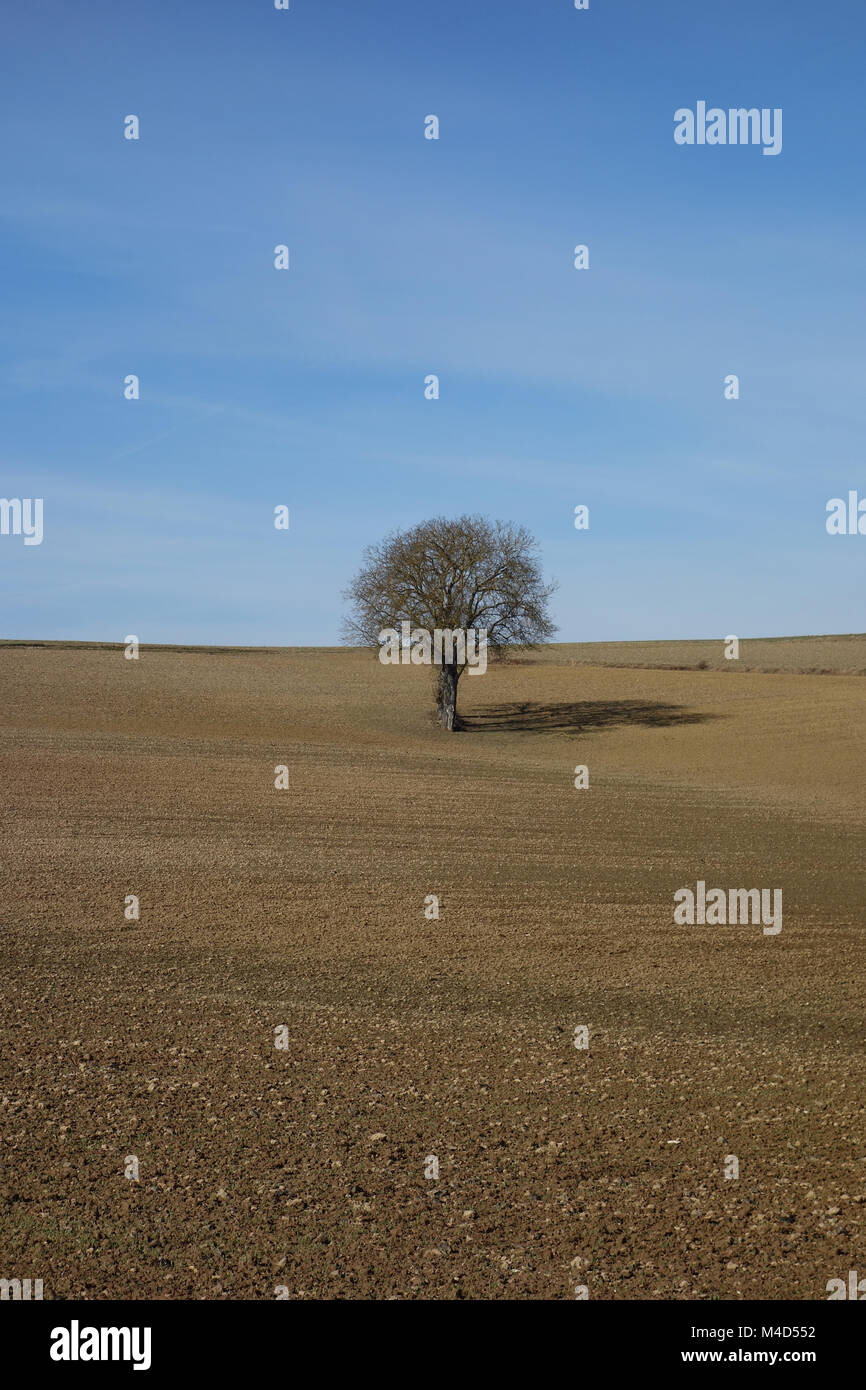 Juglans regia, Walnut Tree, Winter Crop Field Stock Photo - Alamy