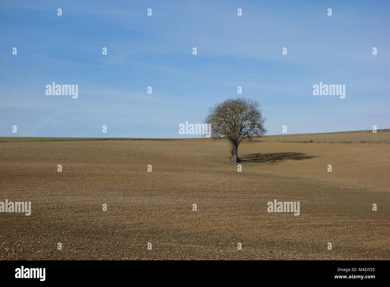Juglans regia, Walnut Tree, Winter Crop Field Stock Photo - Alamy