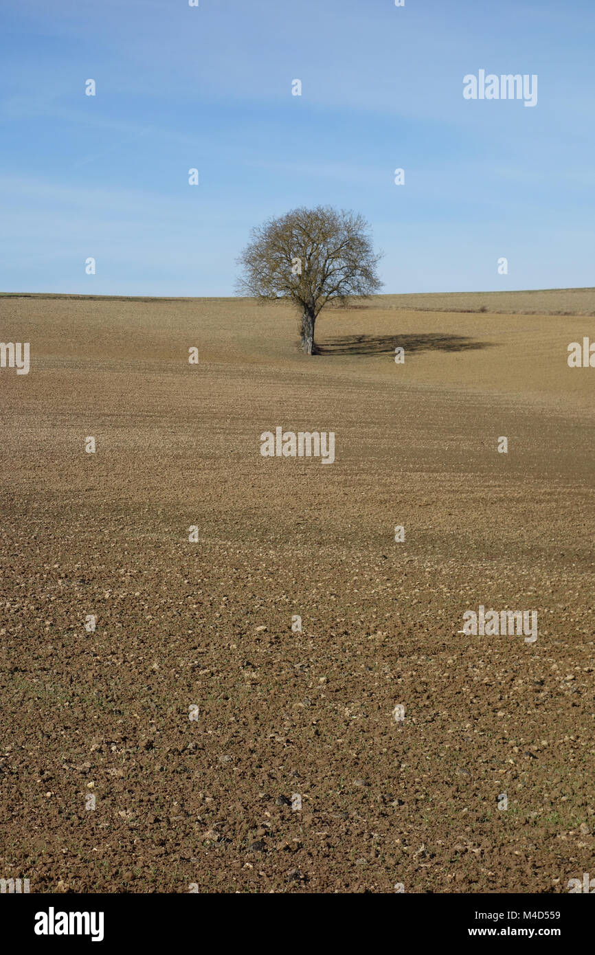 English Walnut Tree High Resolution Stock Photography and Images - Alamy