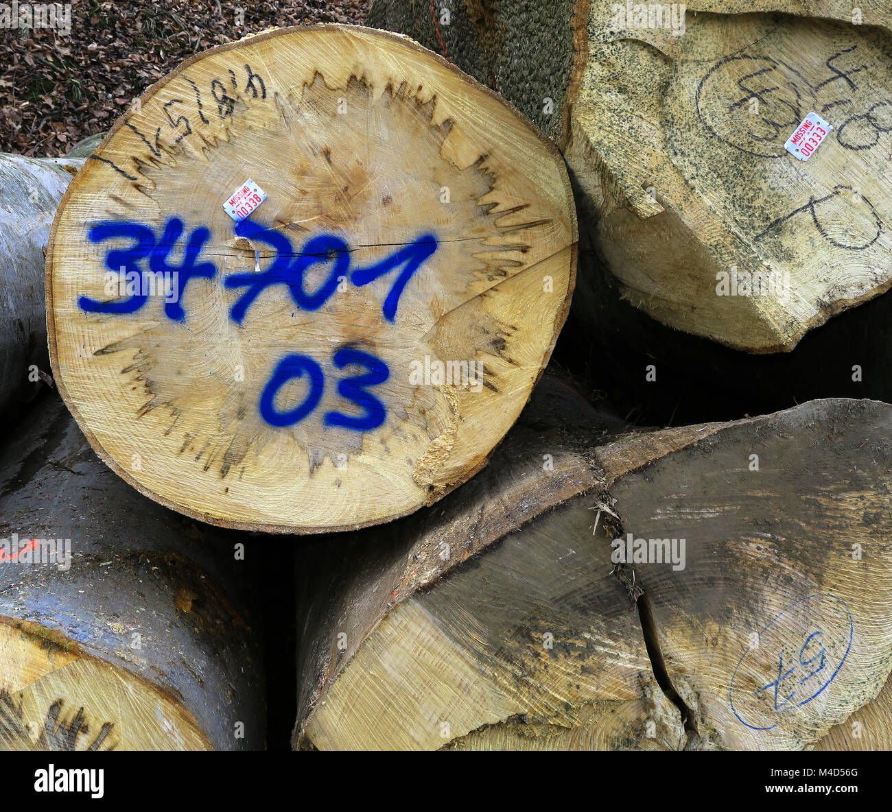 beech; common beech; tree pit; tree felling; forestry Stock Photo - Alamy