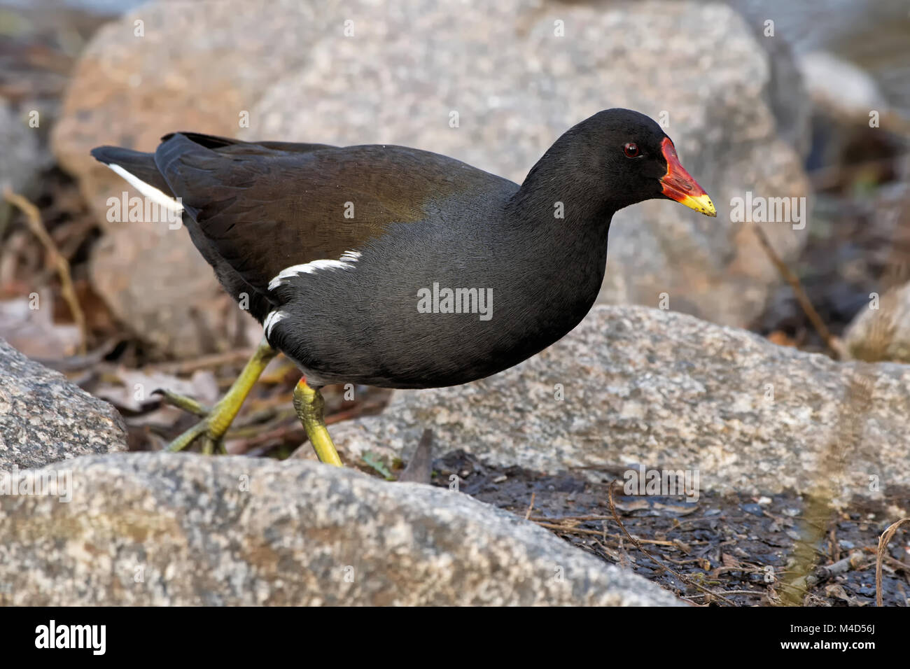 eurasian common moorhen Stock Photo - Alamy