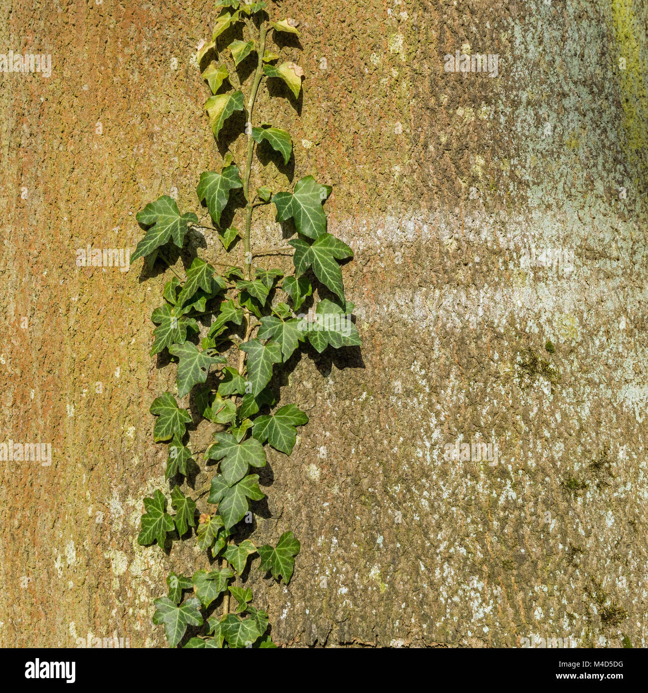 ivy on a tree Stock Photo - Alamy