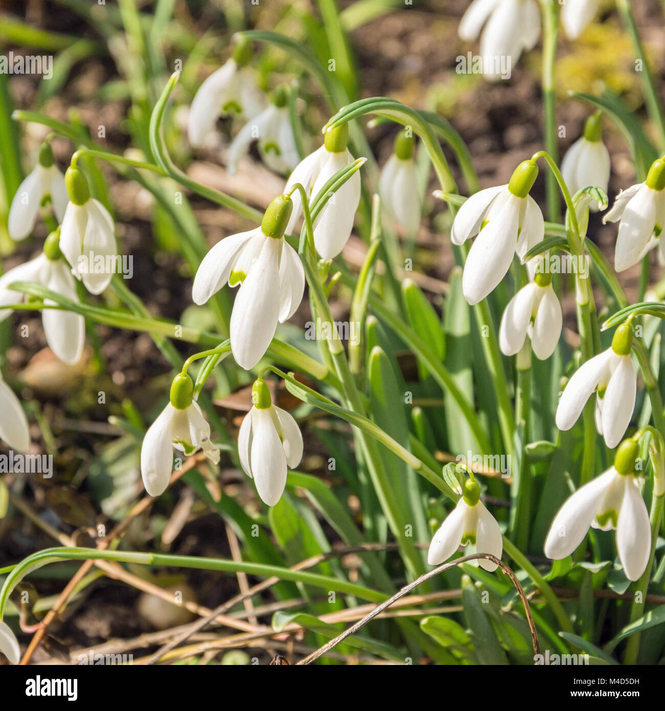 Spring up hi-res stock photography and images - Alamy