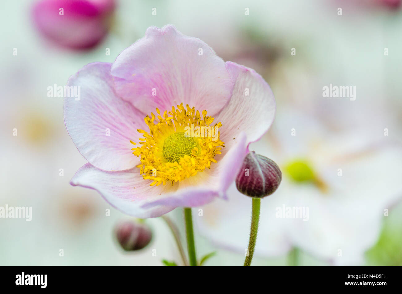 Pale pink flower Japanese anemone Stock Photo - Alamy