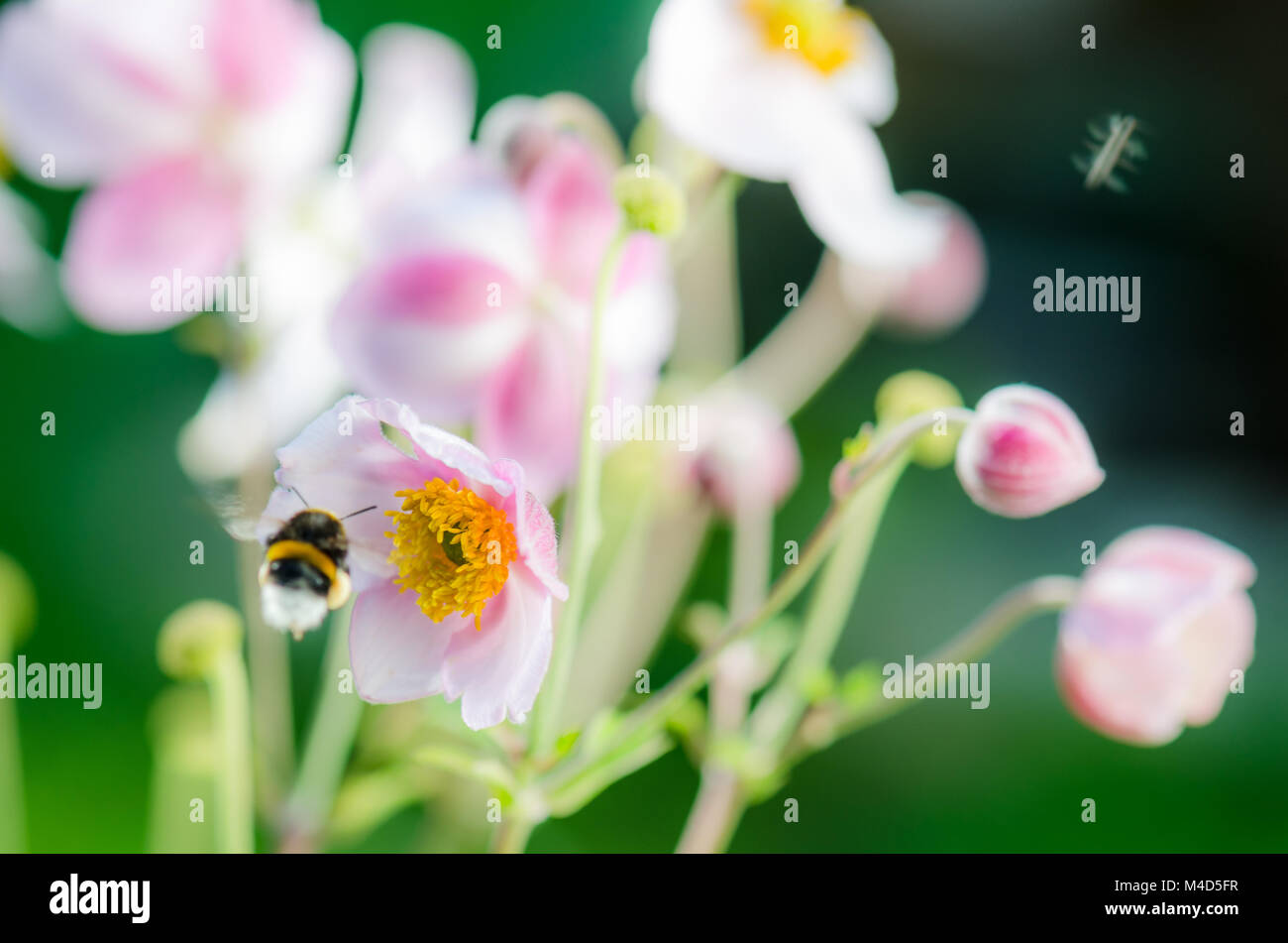 Pale pink flower Japanese anemone, close-up Stock Photo - Alamy